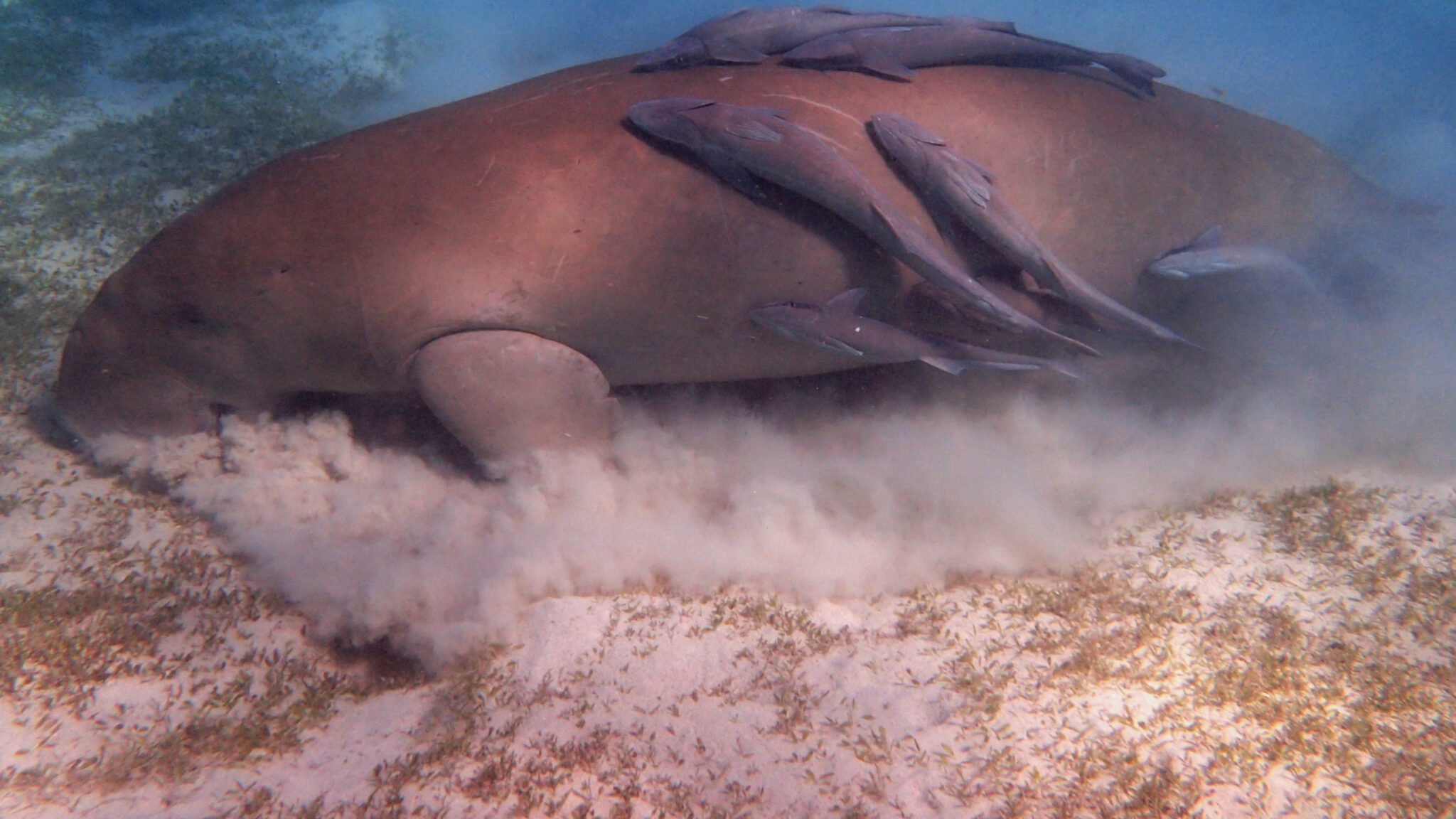 Dugongs in Raja Ampat: Guardians of Indonesia’s Seagrass Meadows ...