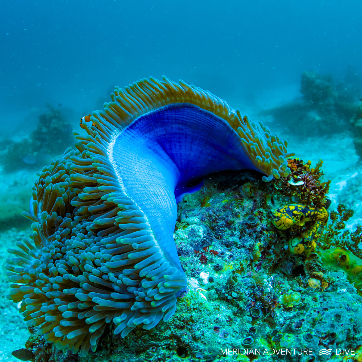 Coral Reefs: Types, Biodiversity & Conservation in Raja Ampat